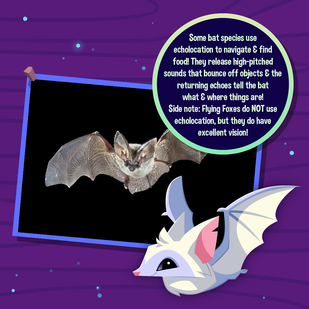 Animals - page 3 - The Daily Explorer